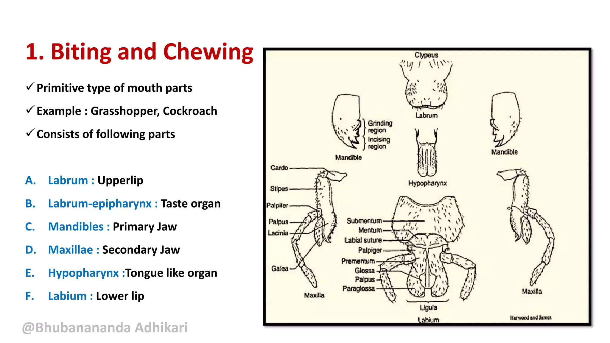 Mouth parts of Insect | PPTX