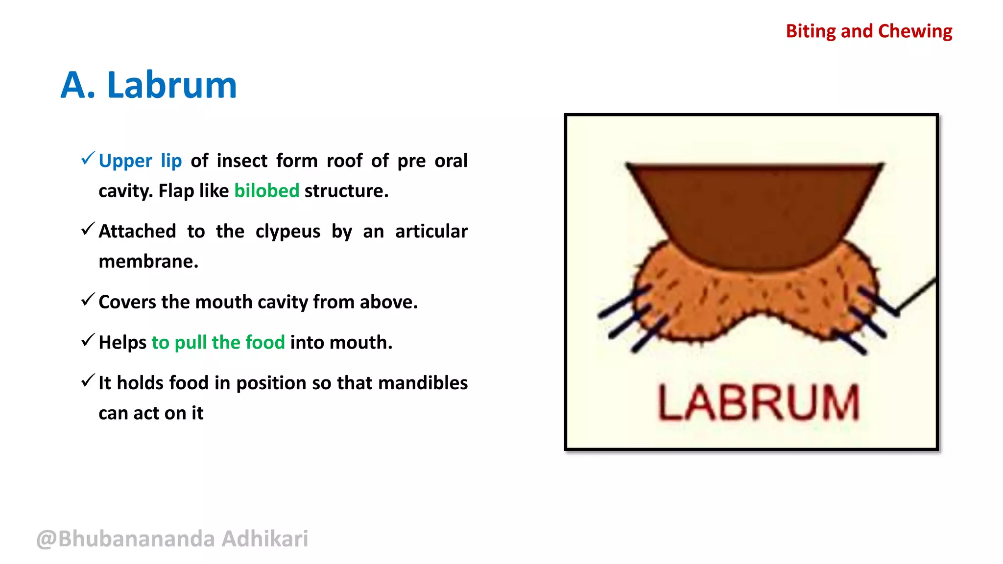 Mouth parts of Insect | PPTX