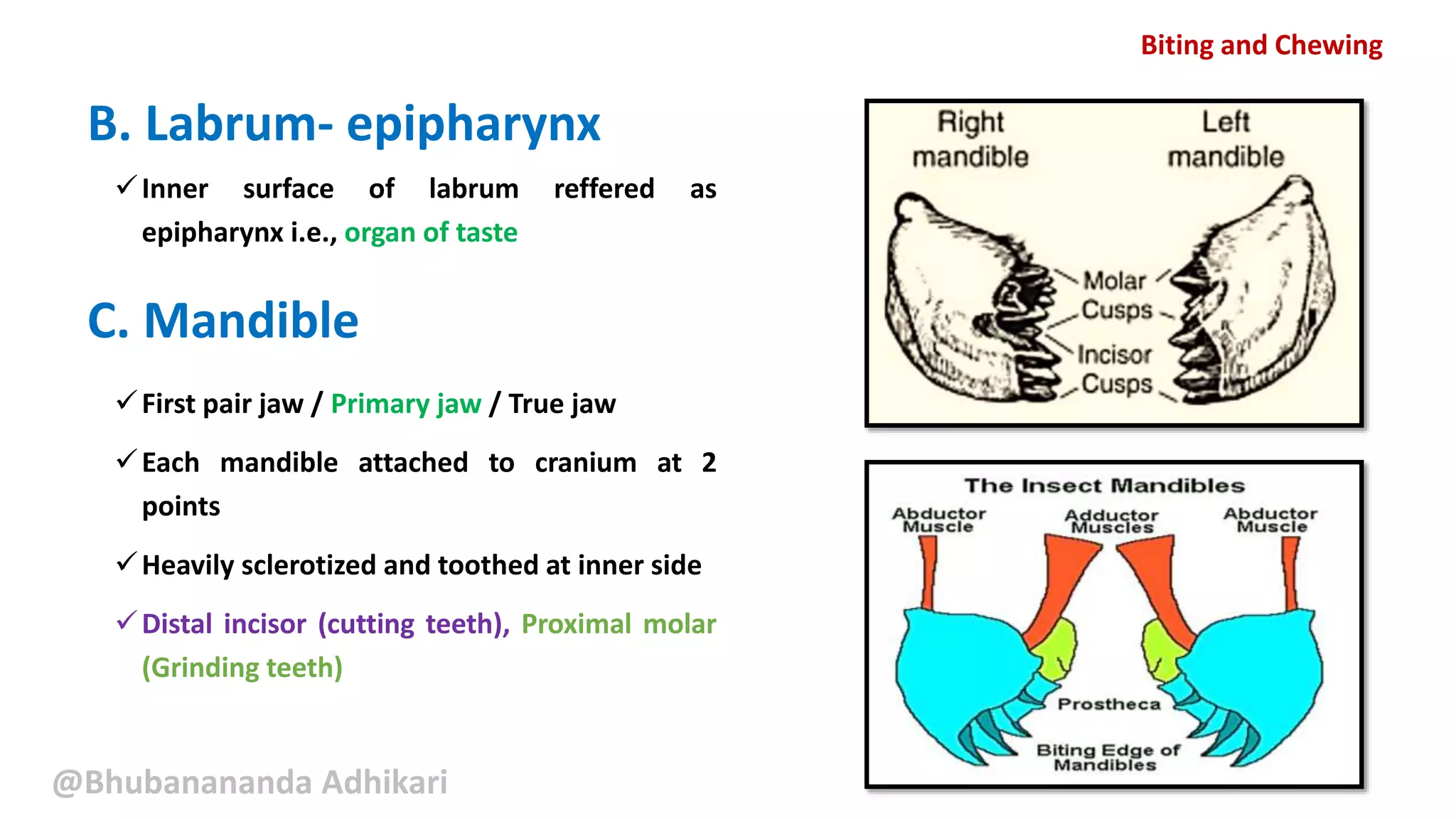 Mouth parts of Insect | PPTX