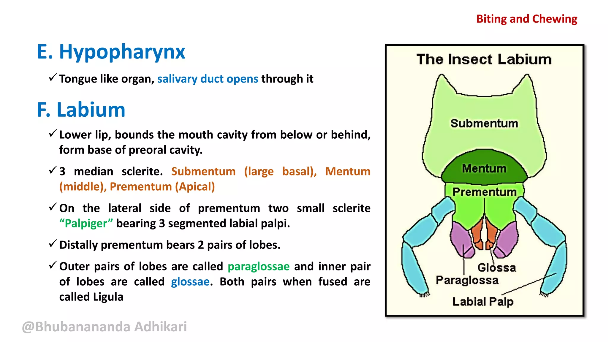 Mouth parts of Insect | PPTX