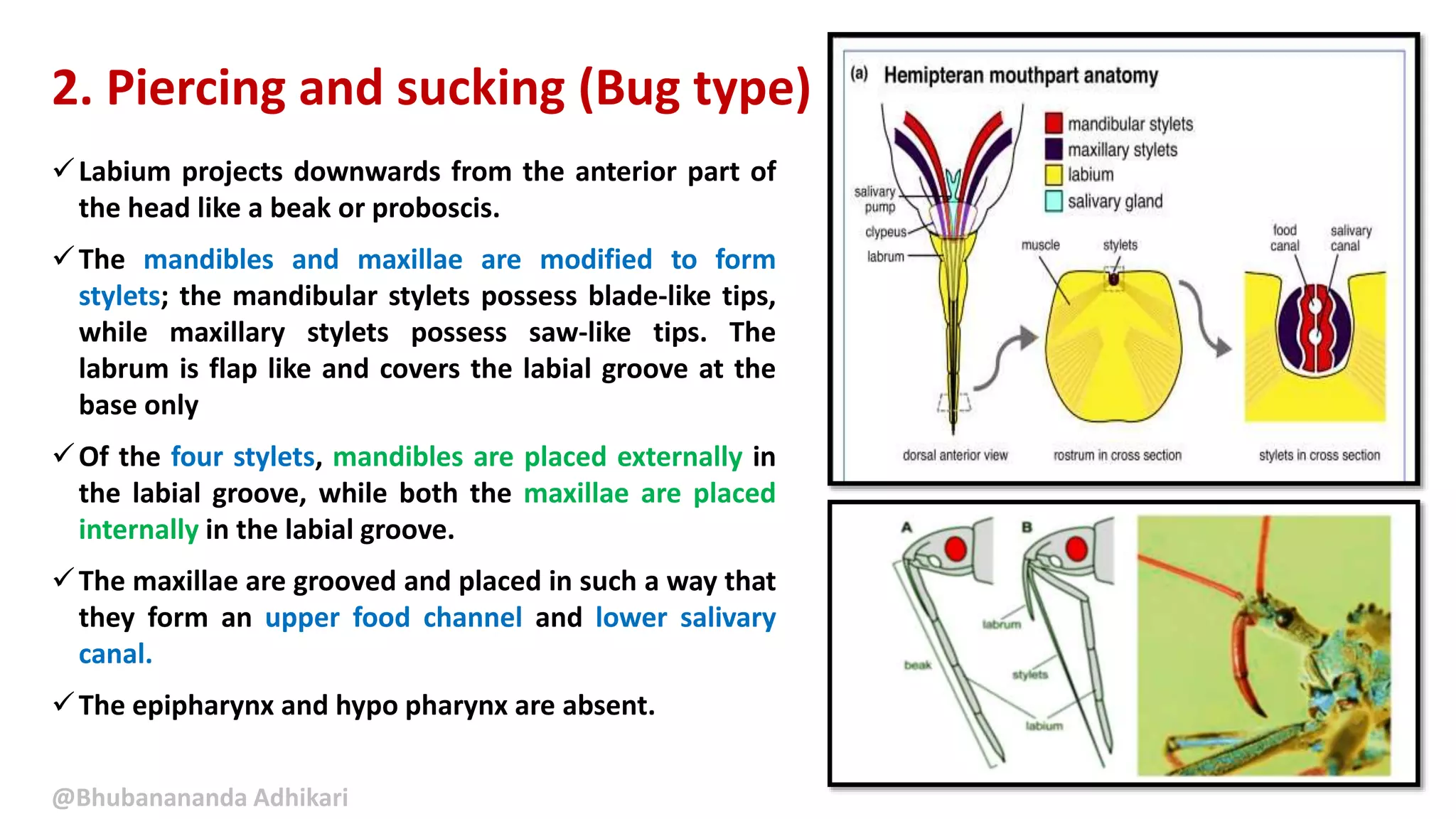 Mouth parts of Insect | PPTX