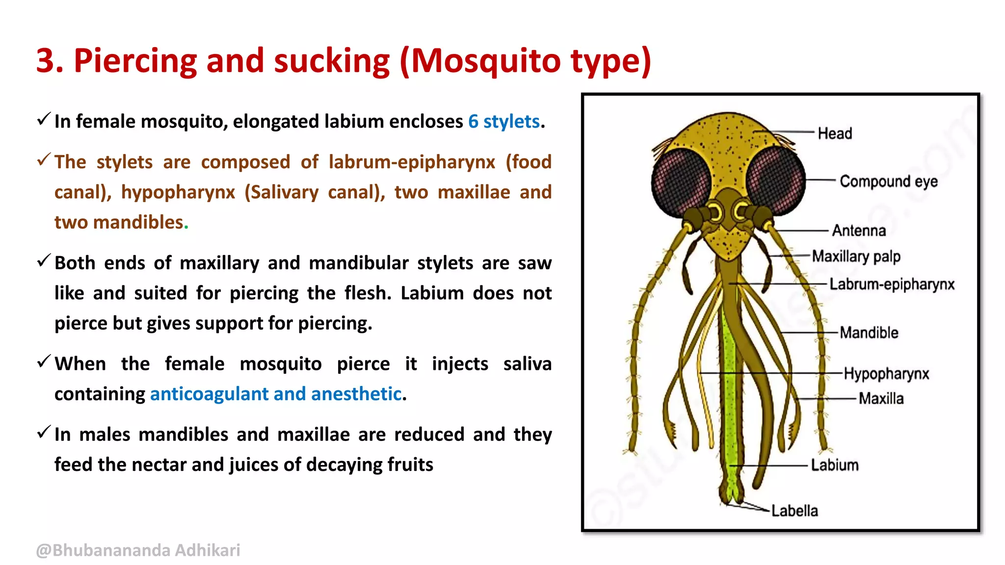 Mouth parts of Insect | PPTX