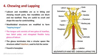 Mouth parts of Insect | PPTX