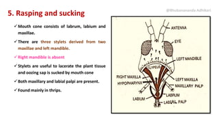 Mouth parts of Insect | PPTX