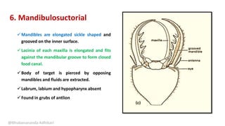 Mouth parts of Insect | PPTX
