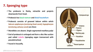 Mouth parts of Insect | PPTX