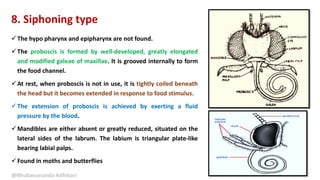 Mouth parts of Insect | PPTX