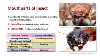 Mouth parts of Insect | PPTX