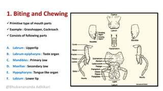 Mouth parts of Insect | PPTX