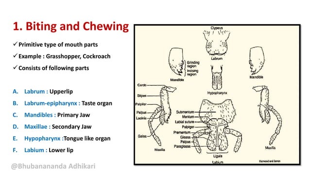 Mouth parts of Insect | PPTX