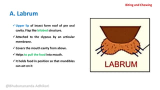Mouth parts of Insect | PPTX