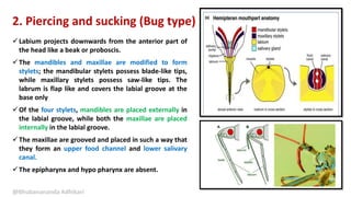 Mouth parts of Insect | PPTX