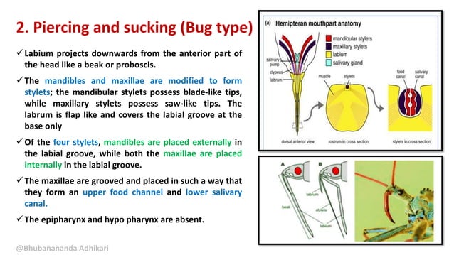 Mouth parts of Insect | PPTX