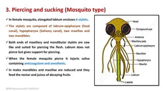 Biting Insect Mouthparts Anatomy
