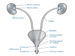 Lect 6 physiological principles of the renal | PPTX