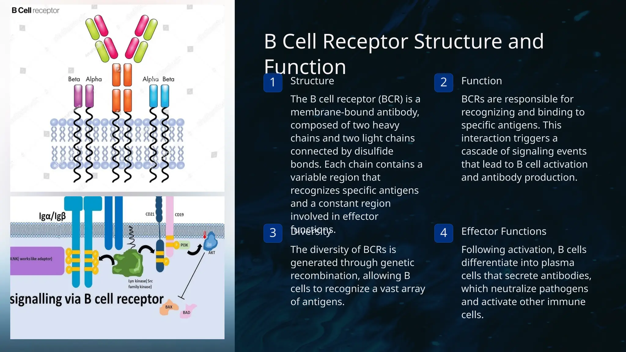 B cell and T cell receptors: structure and function | PPTX | Endocrine and Metabolic Diseases ...