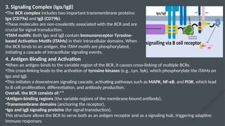 B cell and T cell receptors: structure and function | PPTX | Endocrine ...