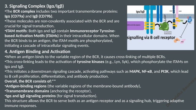 B cell and T cell receptors: structure and function | PPT