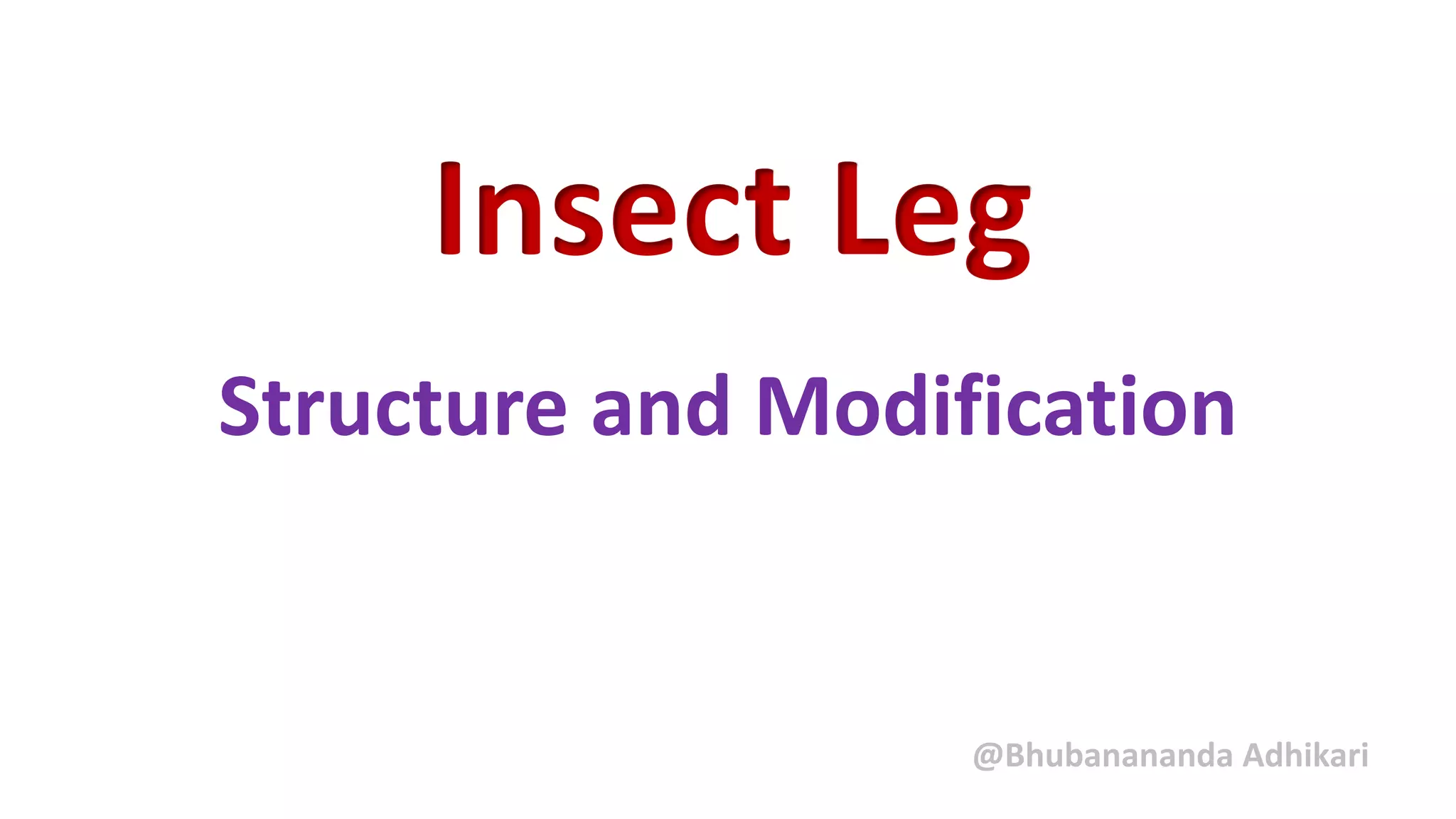 Insect Leg | PPTX