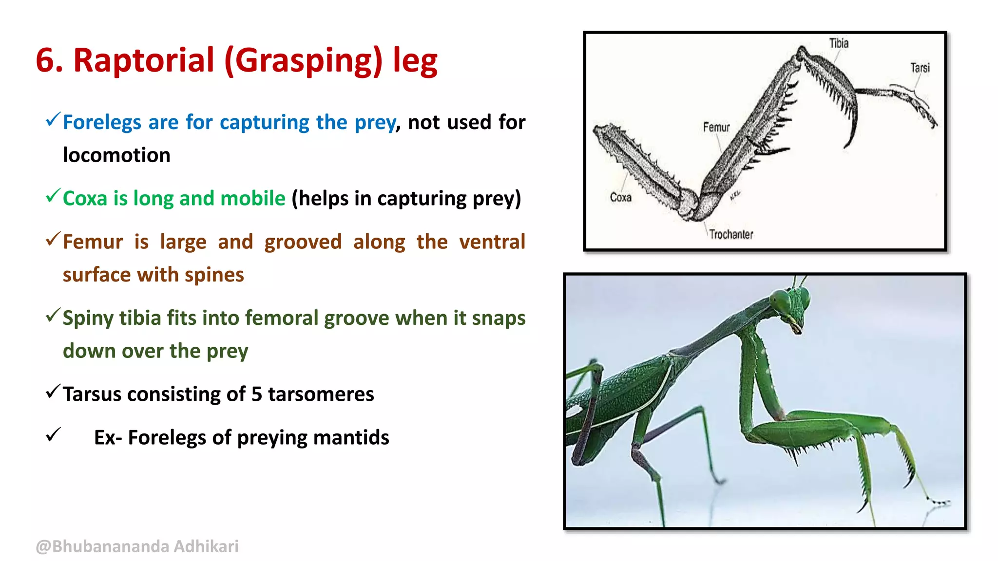 Insect Leg | PPTX