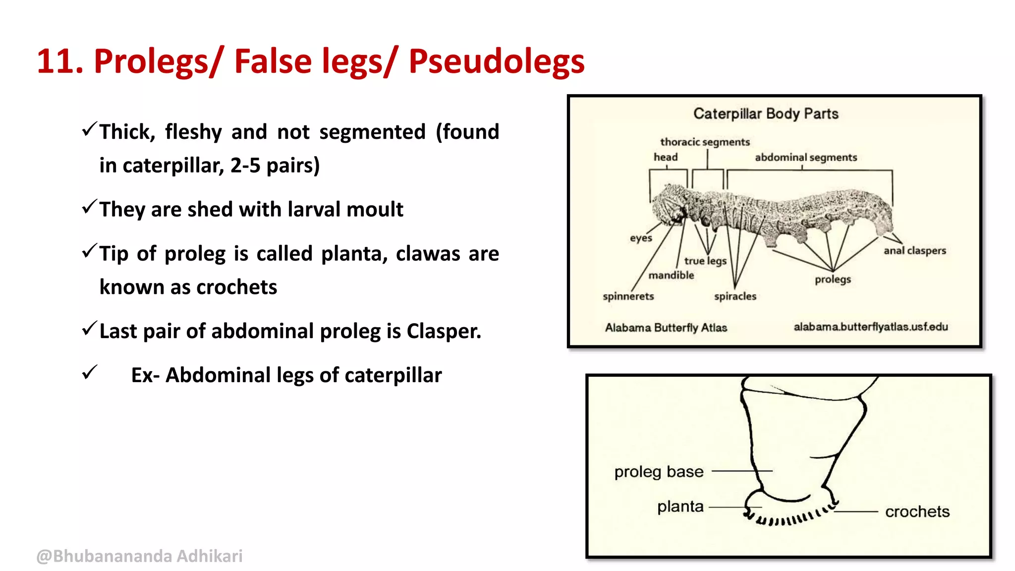 Insect Leg | PPTX