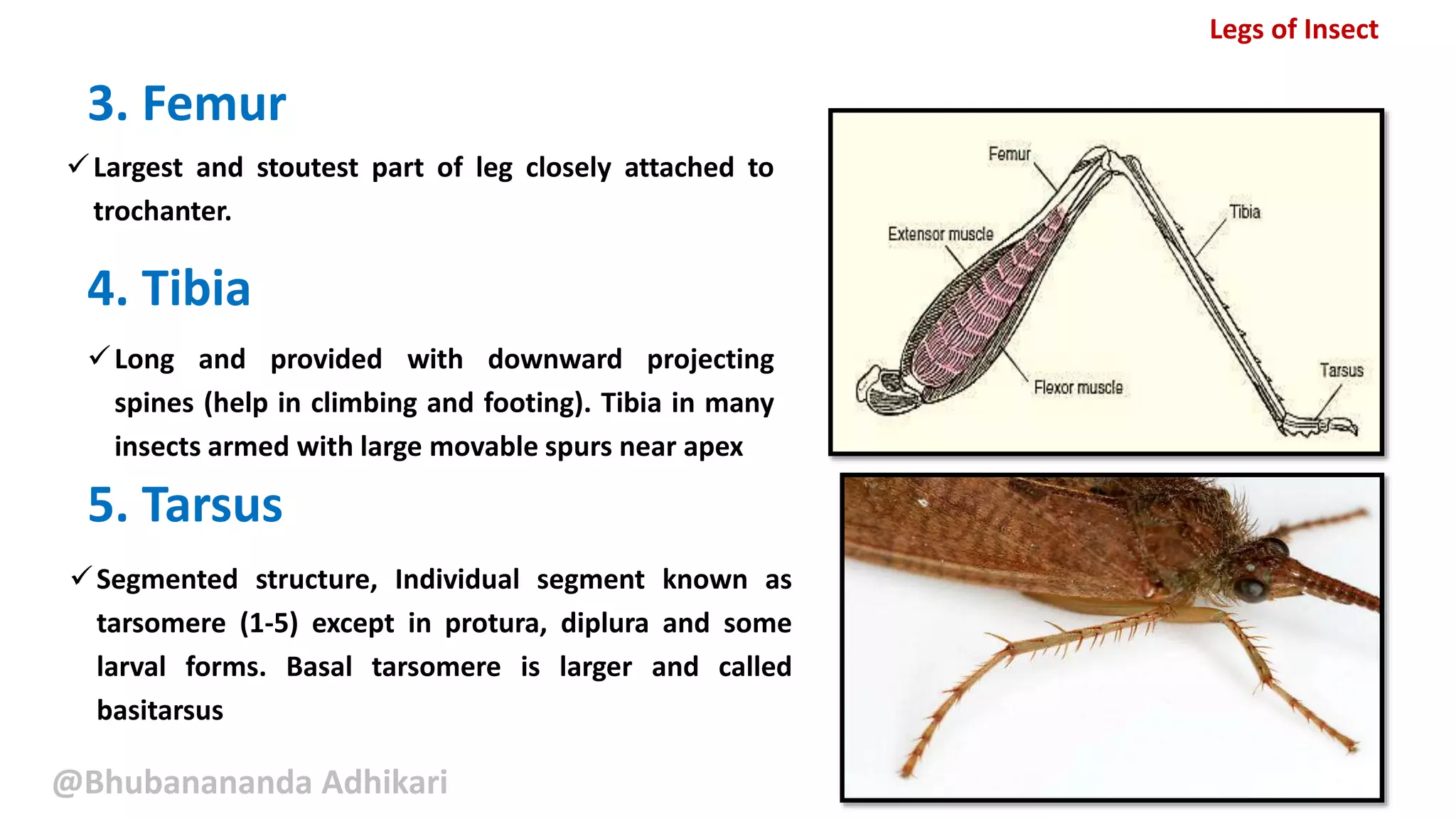 Insect Leg | PPTX