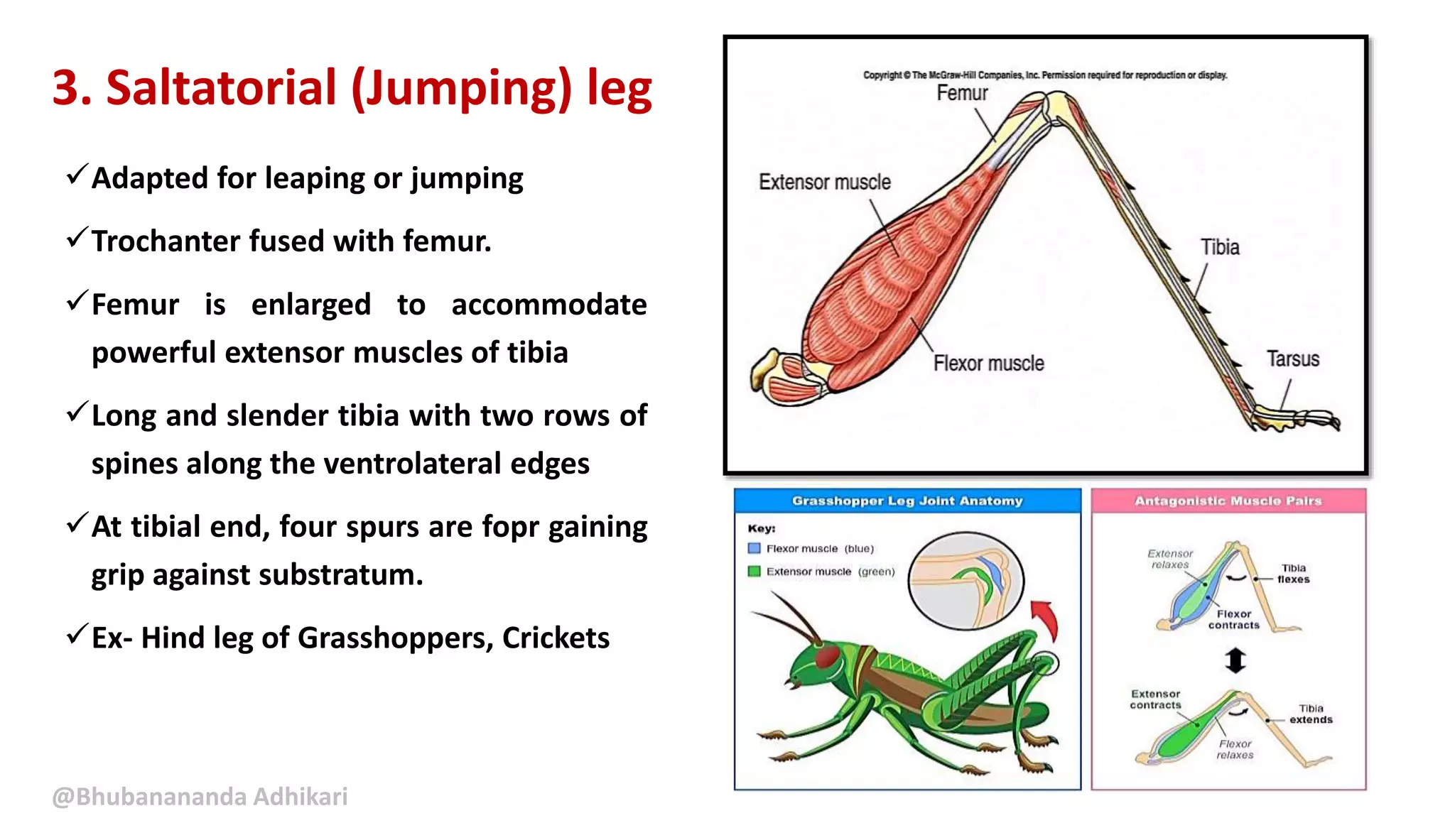 Insect Leg | PPTX