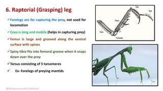 Insect Leg | PPTX