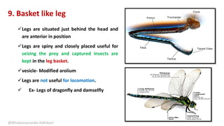 Insect Leg | PPTX | Cricket | Sports