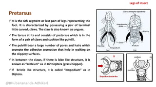 Insect Leg | PPTX