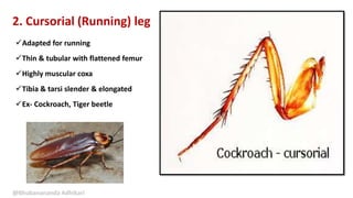 Insect Leg | PPTX | Cricket | Sports