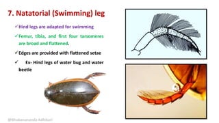 Insect Leg | PPT