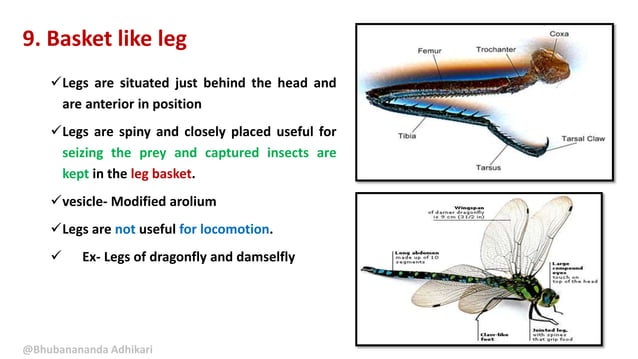 Insect Leg