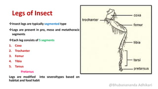 Insect Leg | PPT