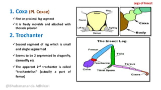 Insect Leg Anatomy