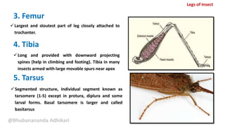 Insect Leg Anatomy