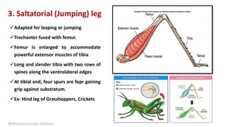Insect Leg Anatomy