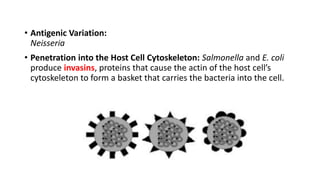 Lect 7 Microbial Mechanisms of Pathogenicity.pptx | Free Download