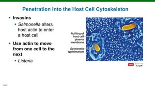 Lect 7 Microbial Mechanisms of Pathogenicity.pptx