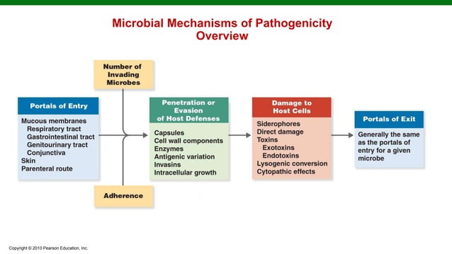 Lect 7 Microbial Mechanisms of Pathogenicity.pptx