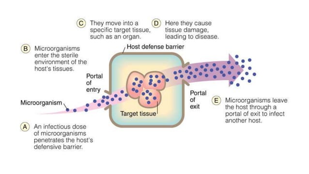 Lect 7 Microbial Mechanisms of Pathogenicity.pptx