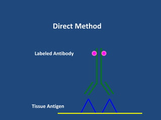 Immunohistochemistry, the basics and applications.pptx