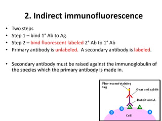Immunohistochemistry, the basics and applications.pptx