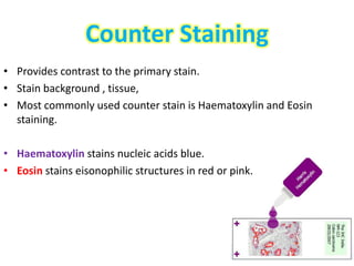 Immunohistochemistry, the basics and applications.pptx