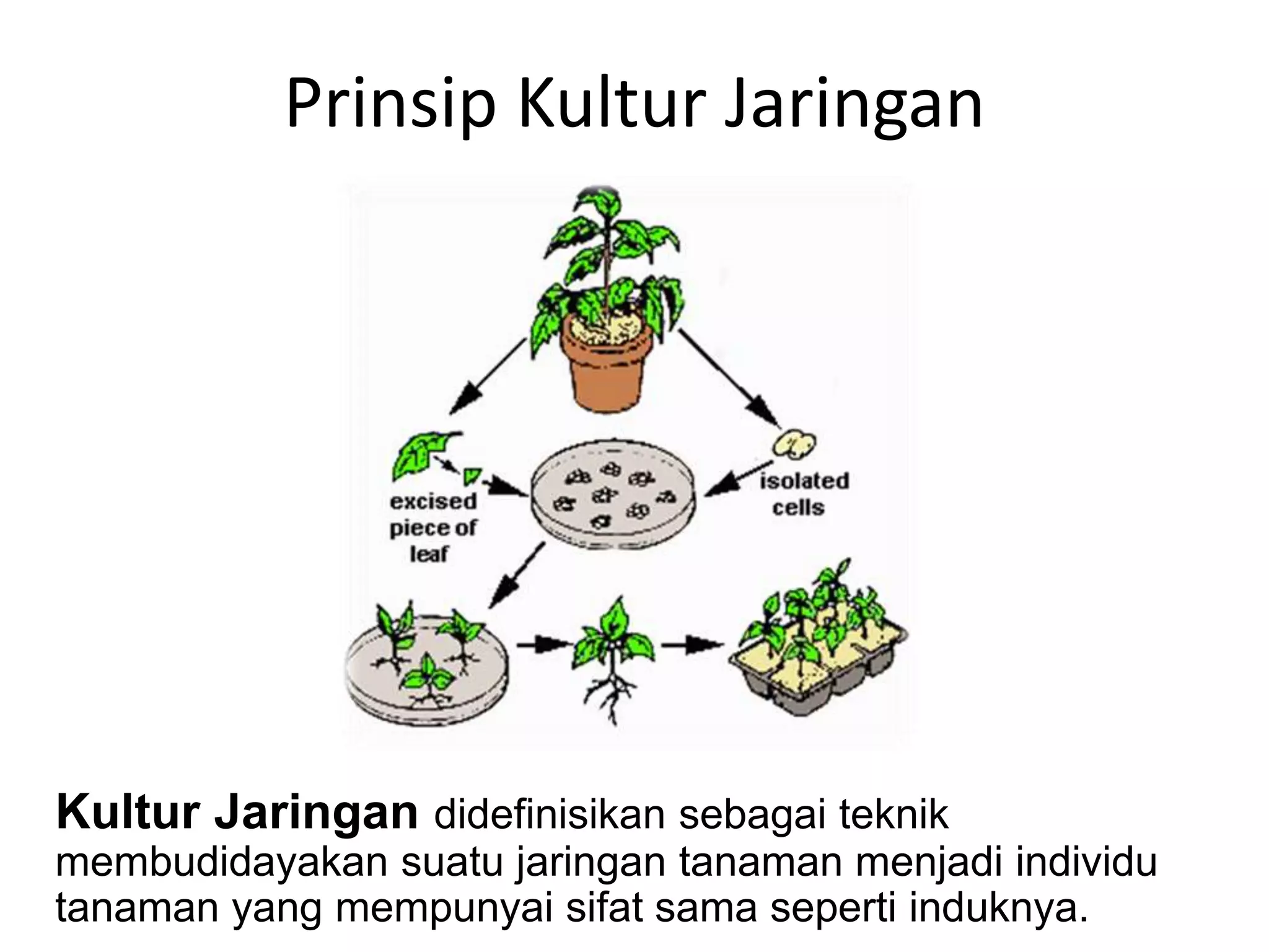 Lect 9 - Kultur Jaringan.pptx