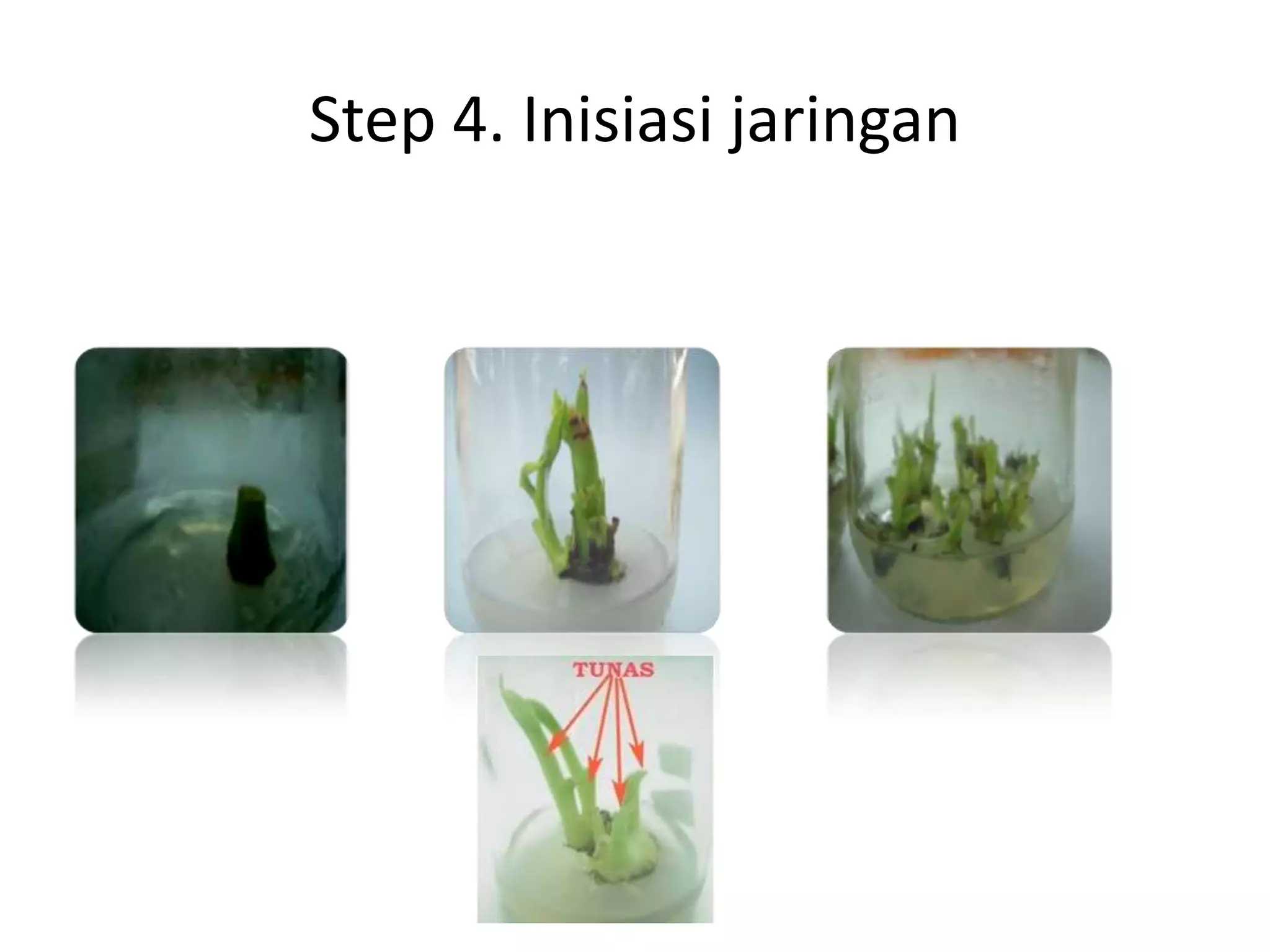 Lect 9 - Kultur Jaringan.pptx