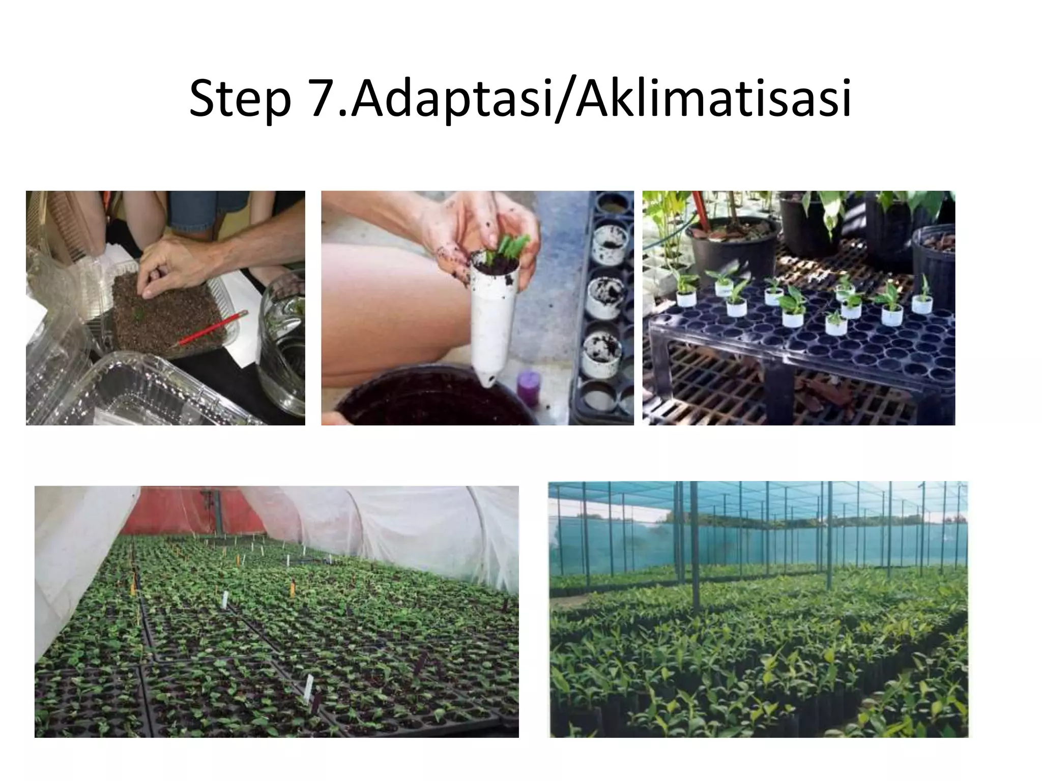 Lect 9 - Kultur Jaringan.pptx