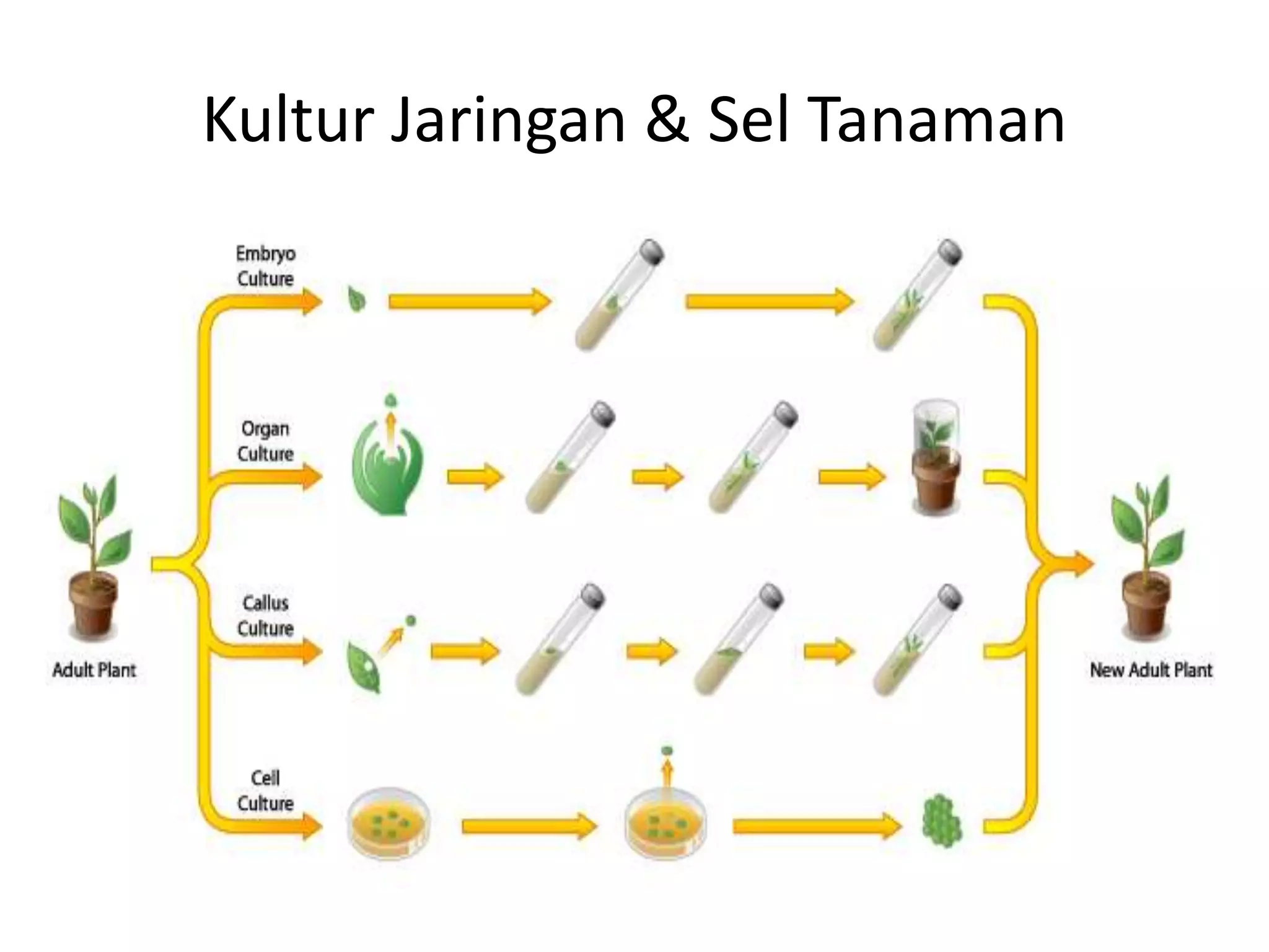 Lect 9 - Kultur Jaringan.pptx