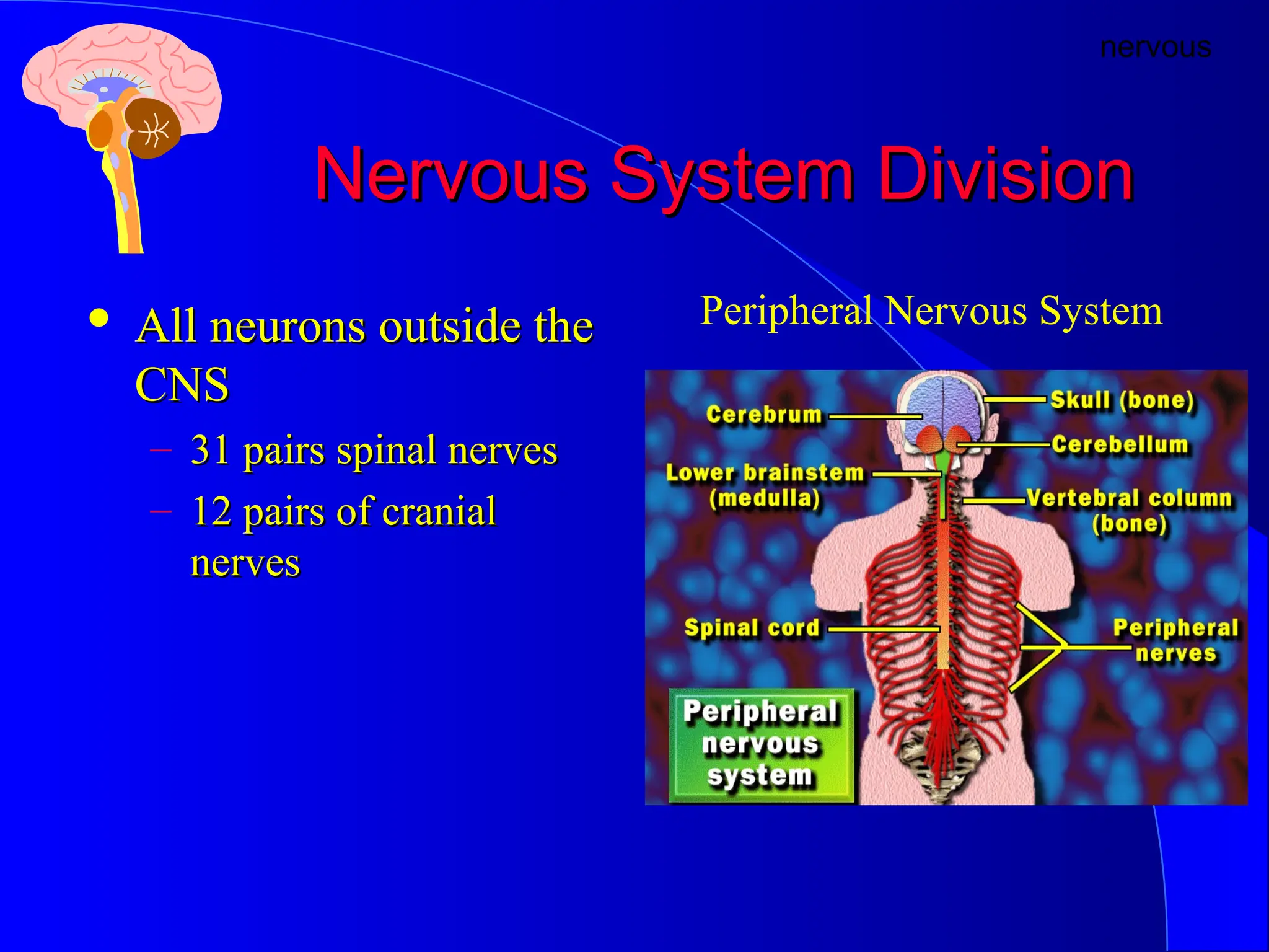 Lecture 9- Nervous system.ppt nerves of the body | PPT
