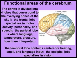 Lecture 9- Nervous system.ppt nerves of the body | PPT
